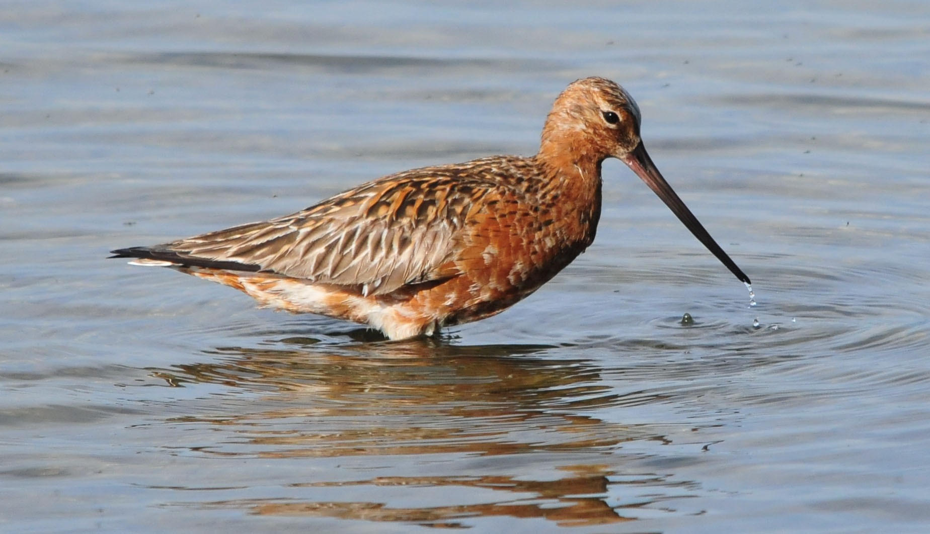 نتيجة بحث الصور عن ‪Barge rousse‬‏